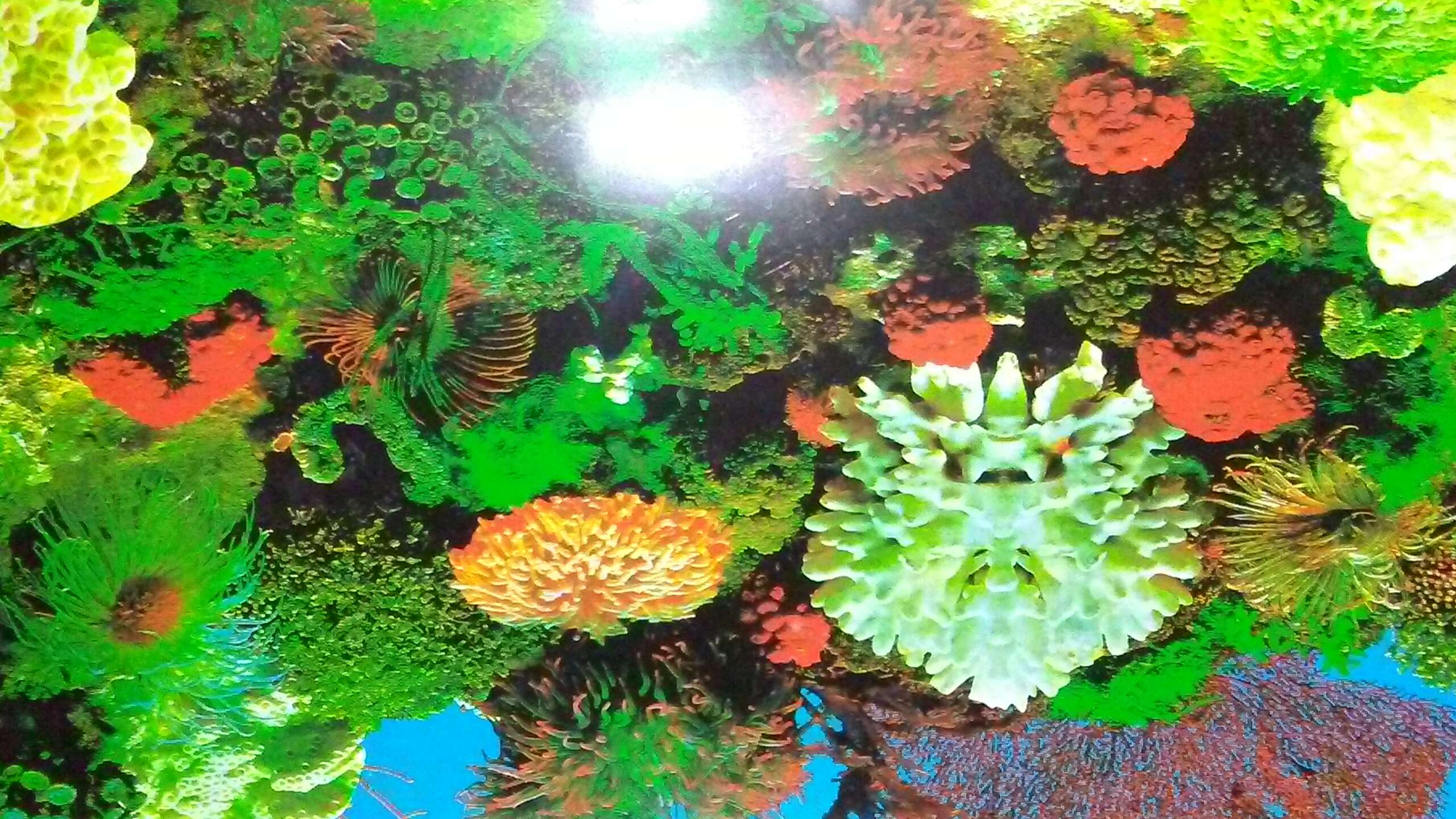 25 gallon fish/reptile tank w/stand for sale in Grand Prairie, TX ...