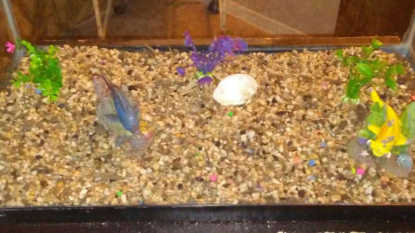 25 gallon fish/reptile tank w/stand for sale in Grand Prairie, TX ...